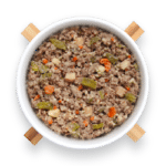 Giardiose du chat : symptômes, traitement, transmission - Catedog