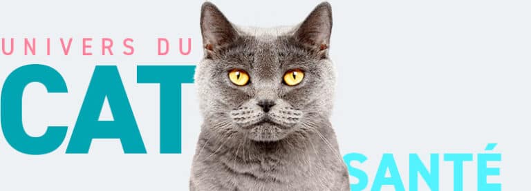 Archives des Santé du chat - Catedog