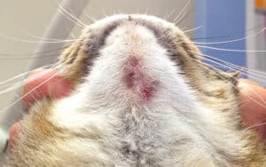 Acné du chat : symptômes, traitement - Catedog