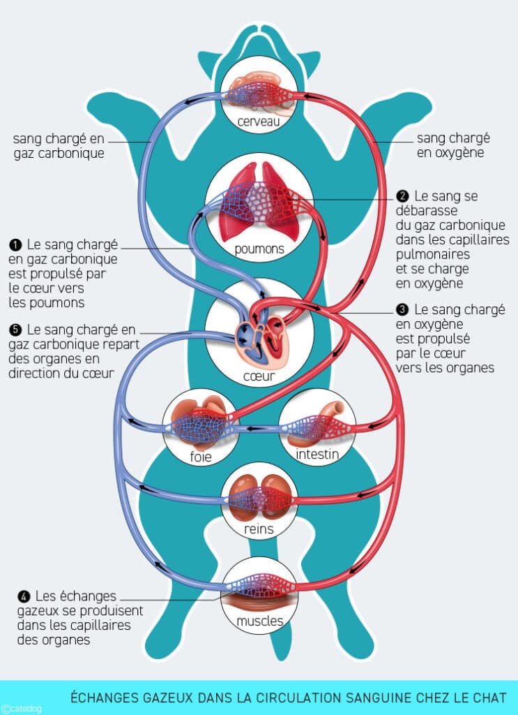 Anatomie de l'appareil cardiovasculaire, cœur du chat - Catedog