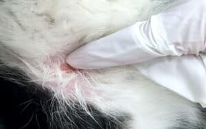 Comment traiter efficacement son chat contre les aoûtats ? - Catedog