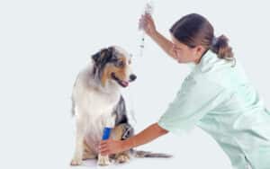 Tumeur de la prostate du chien : symptôme, traitement, espérance de vie ...