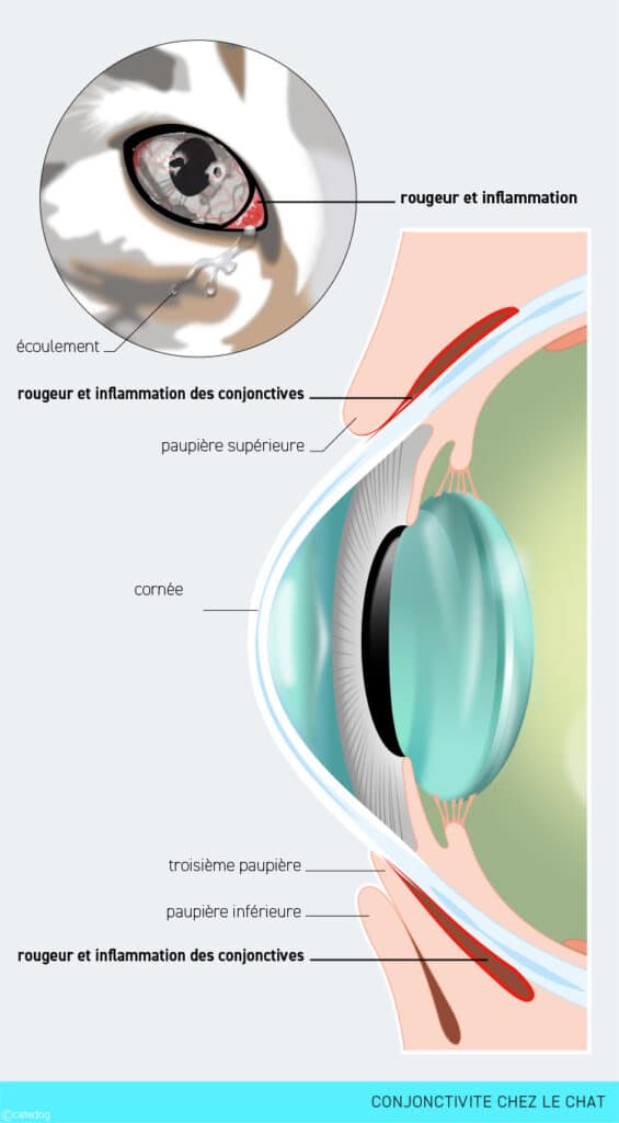 Conjonctivite du chat, traitement naturel et sans ordonnance - Catedog