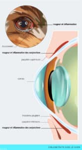 Conjonctivite du chien, traitement naturel et sans ordonnance - Catedog