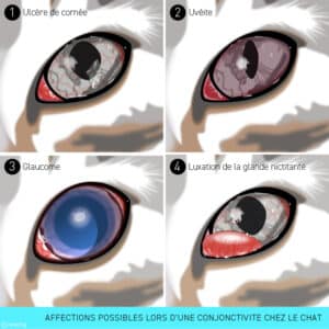 Conjonctivite du chat, traitement naturel et sans ordonnance - Catedog