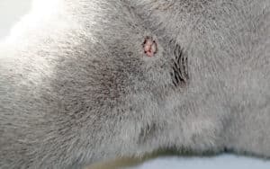 Tumeurs du chat en photos : bénigne, maligne, symptômes, traitement ...