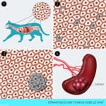 Tumeurs du chat en photos : bénigne, maligne, symptômes, traitement ...