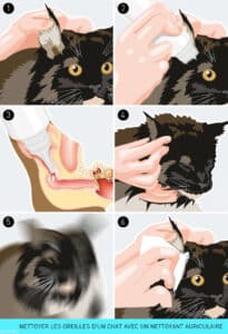 Gale des oreilles du chat : symptômes, traitement vétérinaire - Catedog