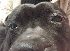 Conjonctivite du chien, traitement naturel et sans ordonnance - Catedog