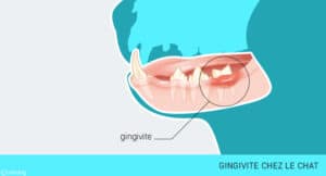 Gingivite du chat : symptômes, traitement vétérinaire, prévention - Catedog