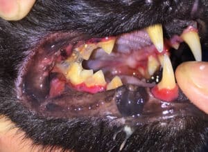 Gingivite du chat : symptômes, traitement vétérinaire, prévention - Catedog