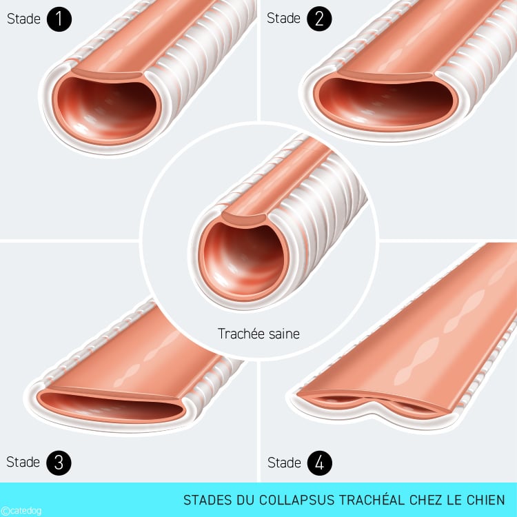 Collapsus trachéal du chien : traitement, espérance de vie - Catedog